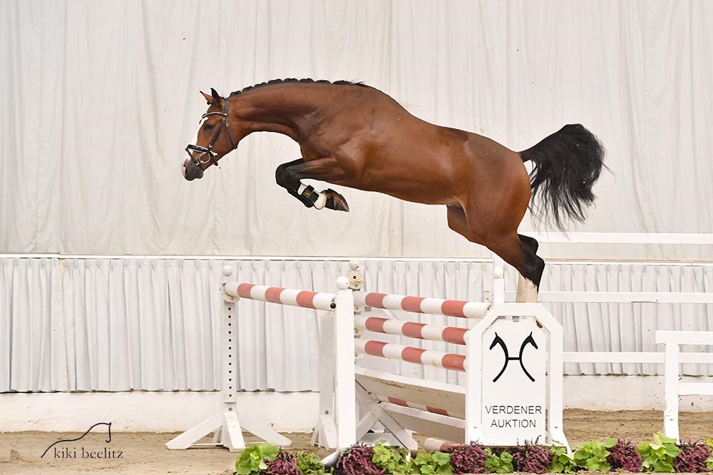 Sportpferde - Gestüt Woldsee